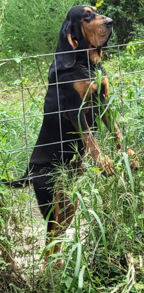 Male Bloodhounds - East Coast Bloodhounds