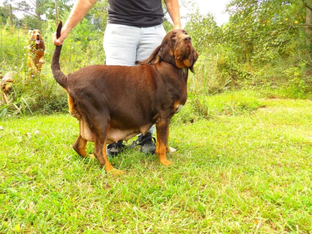Female Bloodhounds - East Coast Bloodhounds